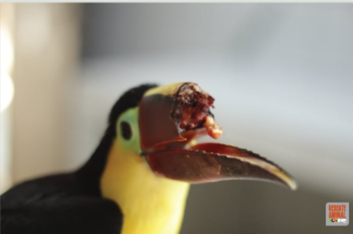 Fund a prosthesis for an injured toucan bird | Indiegogo
