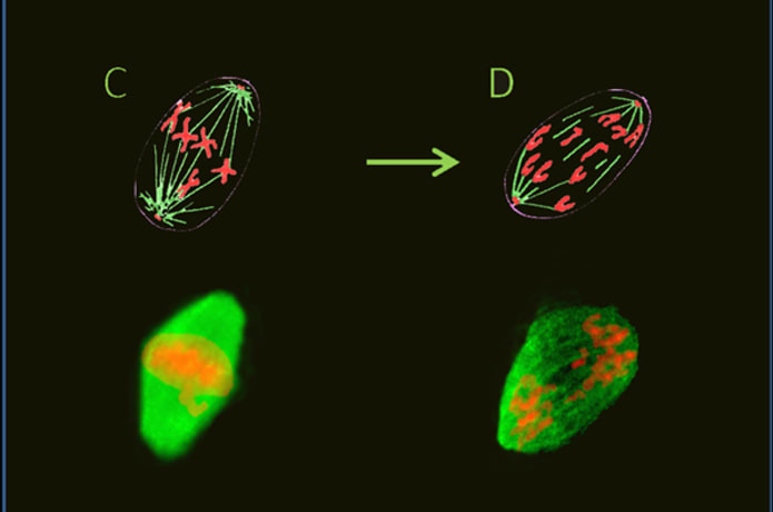 Develop Pregmama's therapy to prevent miscarriage, infertility & birth ...