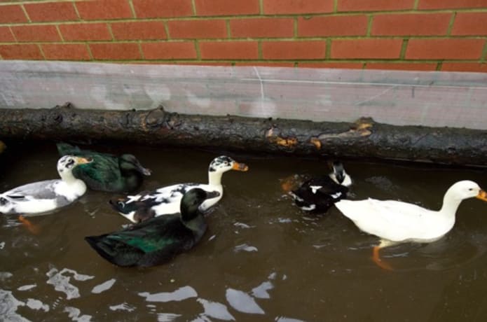 DuckPonics for Organic Vegtables and Fruit | Indiegogo