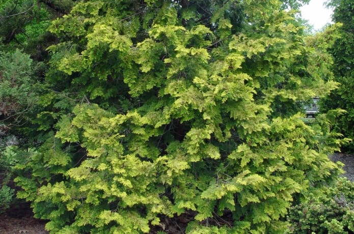 Japanese Hinoki for Health & Wellness | Indiegogo