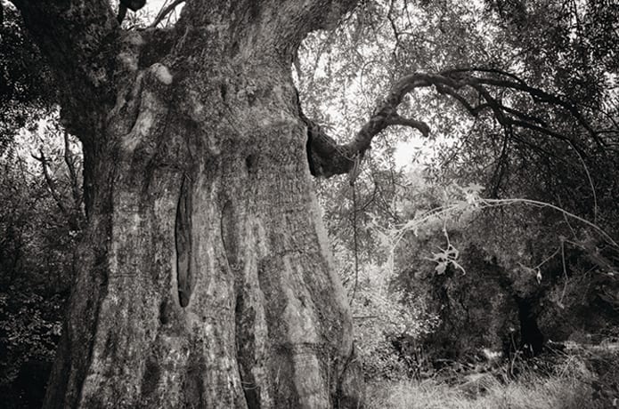 The centuries-old olive trees of Crete | Indiegogo