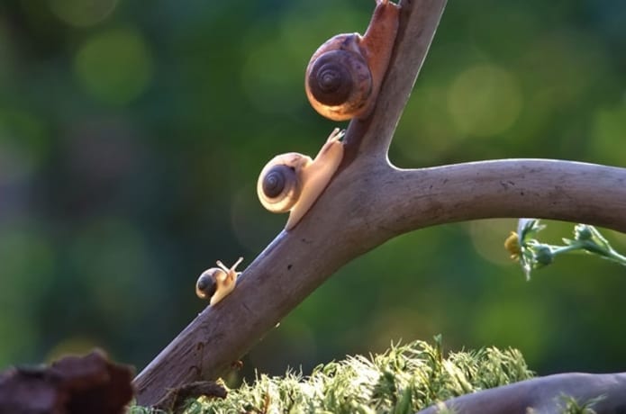 A Magical World Of Insects Photography Book | Indiegogo