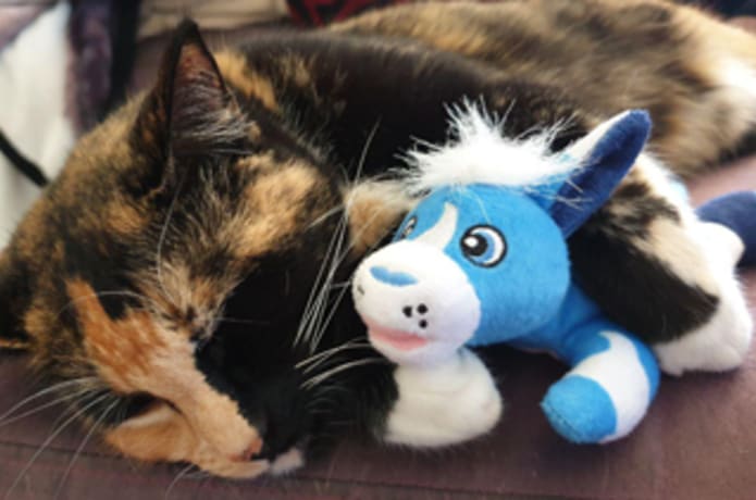 Pocari Roo Saves the Kitties | Indiegogo