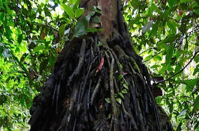 Women Artisans Saving the Amazon Rainforest One Seed At A Time | Indiegogo