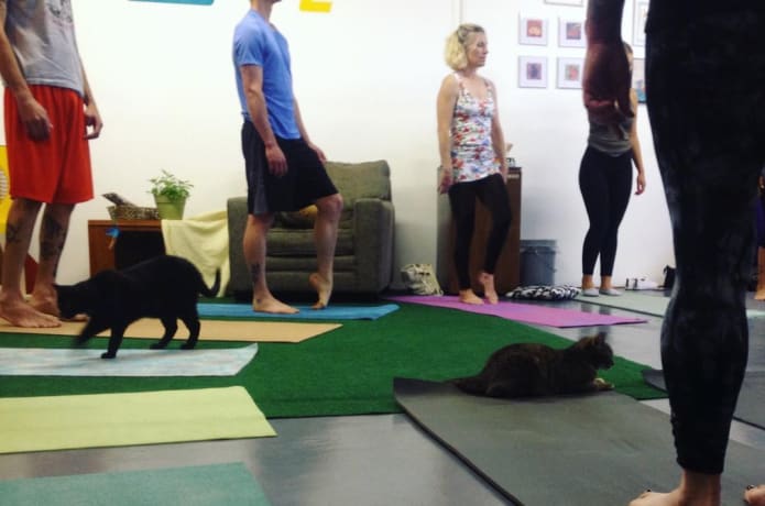 The Radical Cat is Coming to Reno | Indiegogo