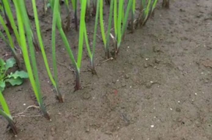 Easy Grow Food - Seed Rope & Bionoc | Indiegogo