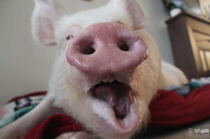 Esther the Wonder Pig- Farm Sanctuary | Indiegogo