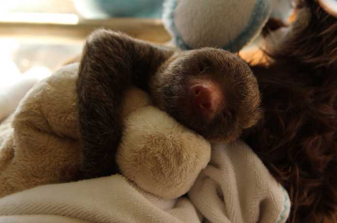 Save Our Sloths | Indiegogo