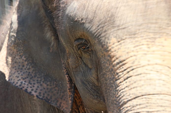Help Us Build a Sanctuary for Elephants | Indiegogo