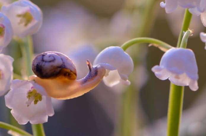 A Magical World Of Insects Photography Book | Indiegogo