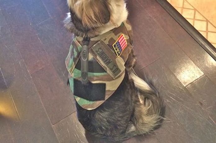 Dog Vests 4 Vets | Indiegogo
