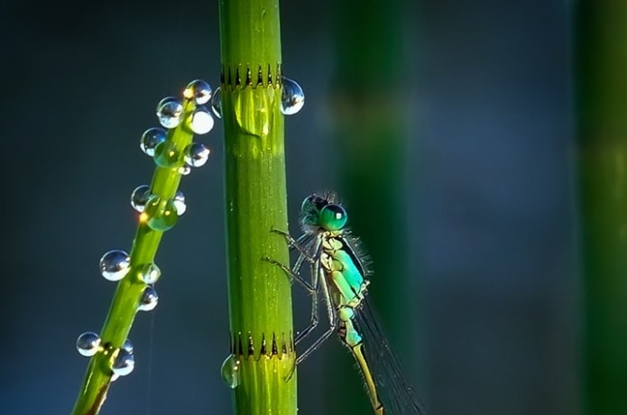 A Magical World Of Insects Photography Book | Indiegogo