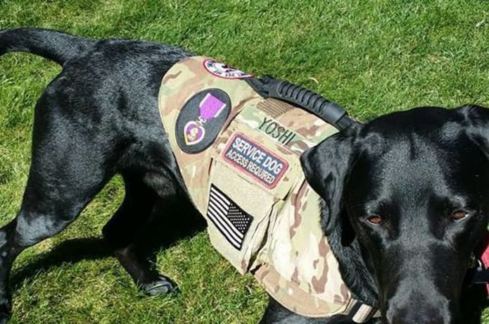 Dog Vests 4 Vets | Indiegogo