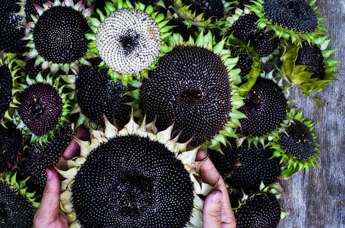 She Grows Veg: Rare & Heirloom Veg Seed Co. Launch | Indiegogo