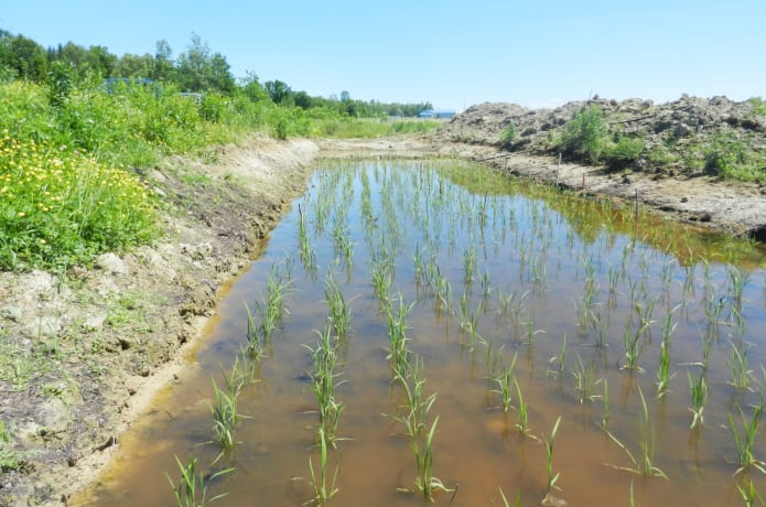 Maine Rice Project | Indiegogo