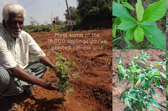 TreeSisters: Igniting a Reforestation Revolution | Indiegogo