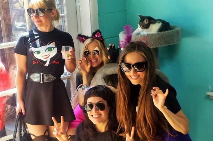 The Cat Club Rescue Center | Indiegogo