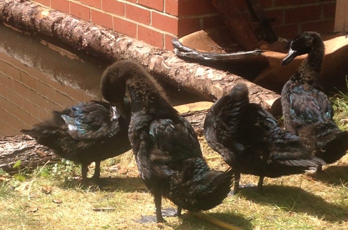 DuckPonics for Organic Vegtables and Fruit | Indiegogo