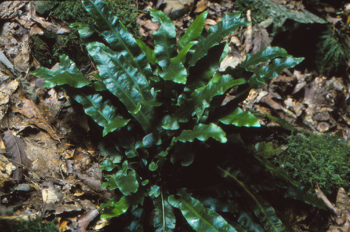 Fern Cave: The Discovery, Exploration, and History of Alabama's ...
