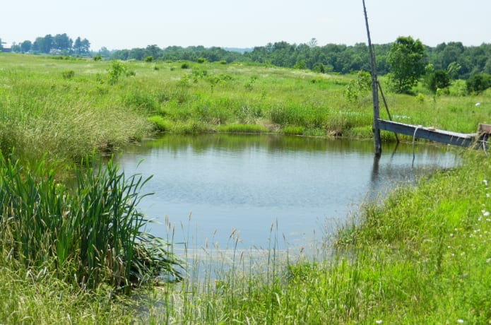 Maine Rice Project | Indiegogo