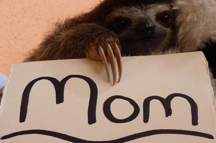 Save Our Sloths | Indiegogo