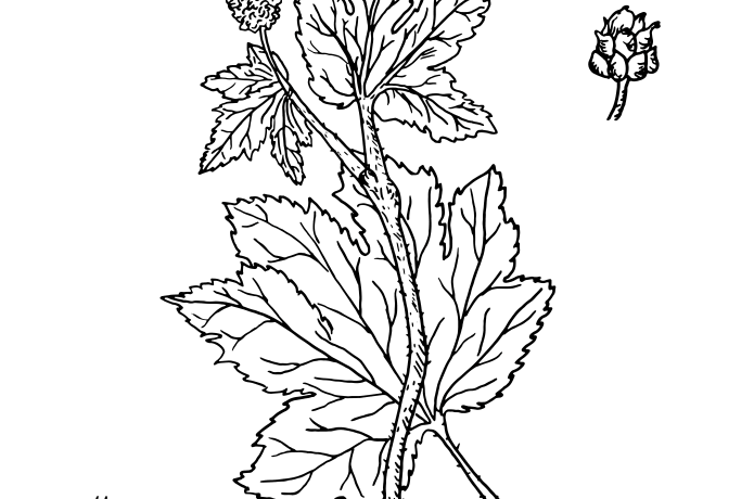 Medicinal Plants of the Northeast Coloring Book | Indiegogo