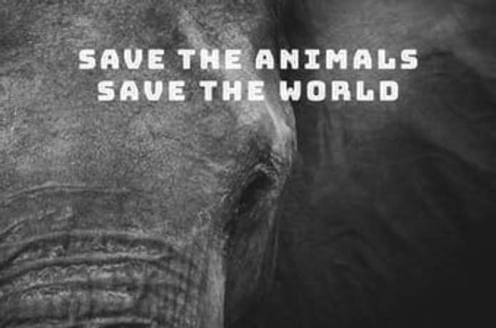 Save the Animals, Wildlife Documentary | Indiegogo