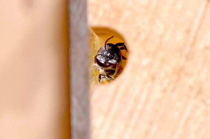 SeeBee Native Bee Observation Shelter | Indiegogo