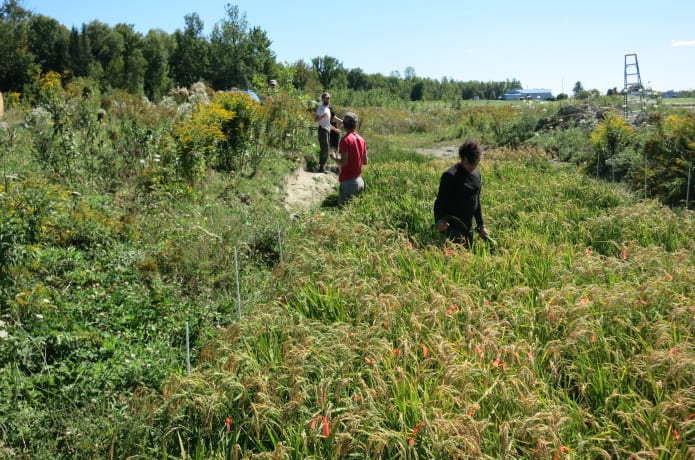 Maine Rice Project | Indiegogo