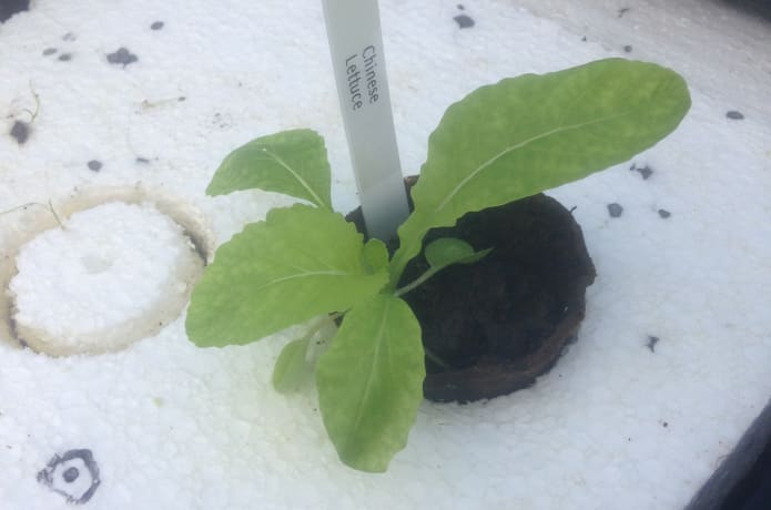 DuckPonics for Organic Vegtables and Fruit | Indiegogo