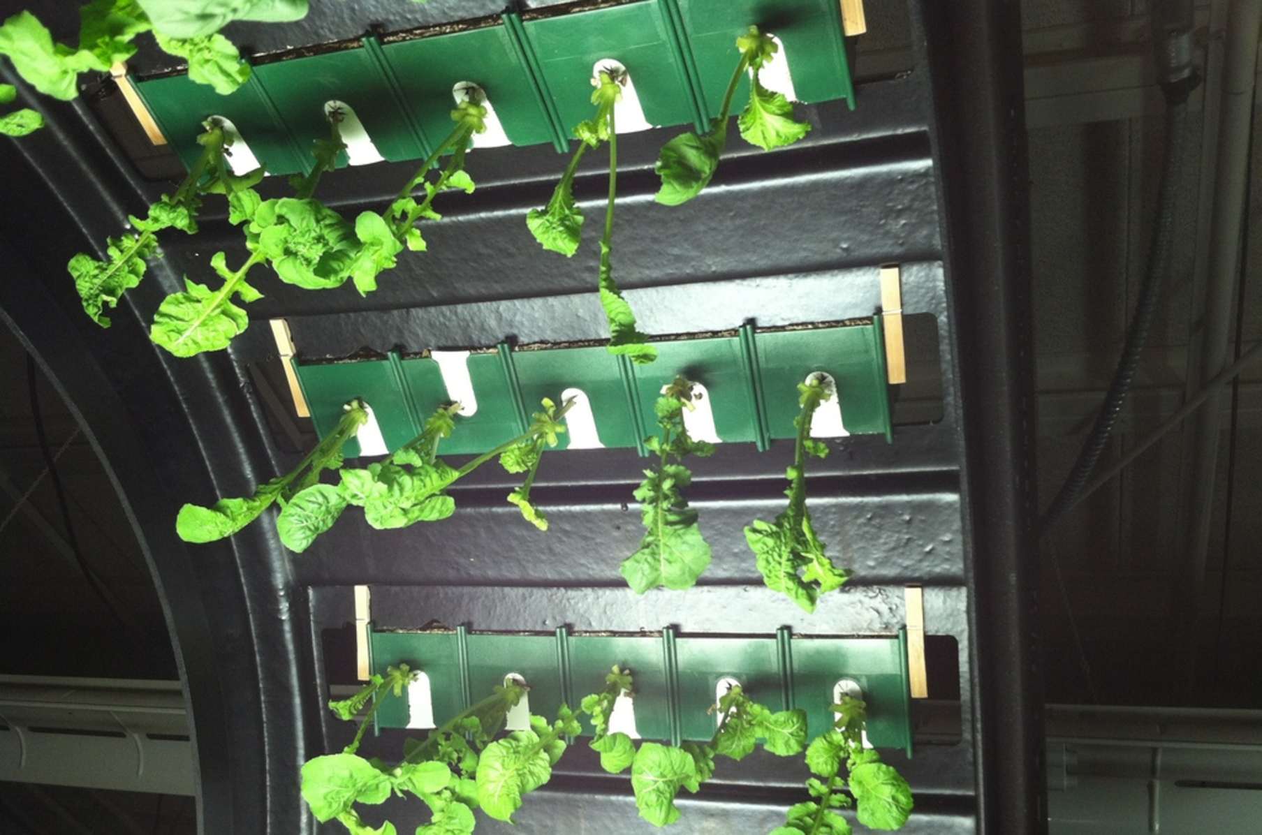 Igrow Induction Lighting Companies | Shelly Lighting